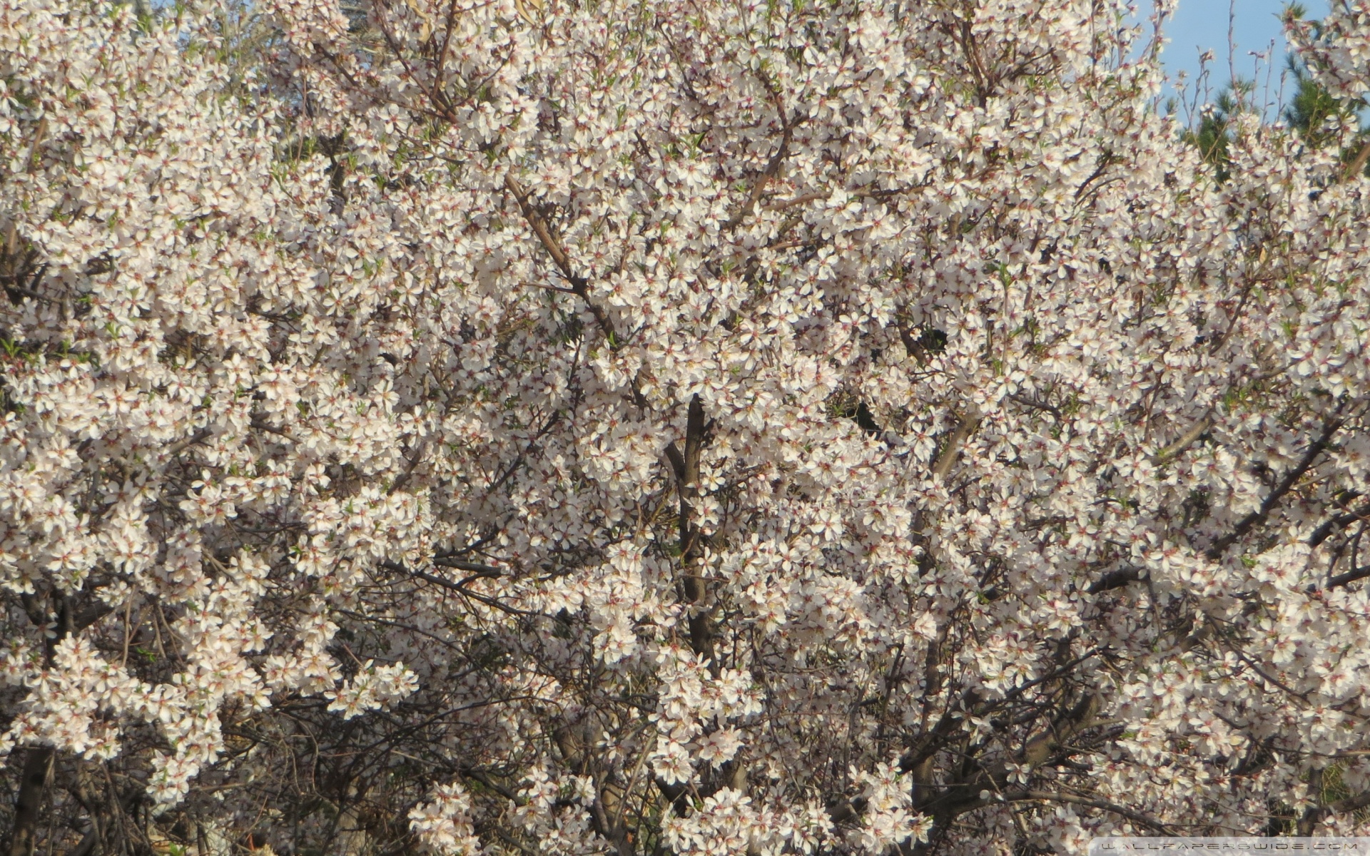 bloom 4K UHD Wallpaper for UltraHD Desktop and TV : Widescreen and ...