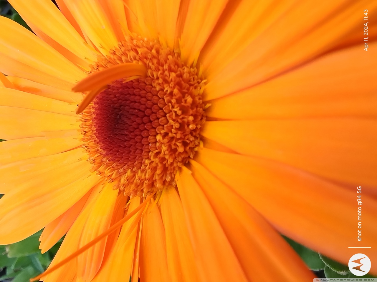 Carthamus tinctorius 4K UHD Wallpaper for UltraHD Desktop and TV