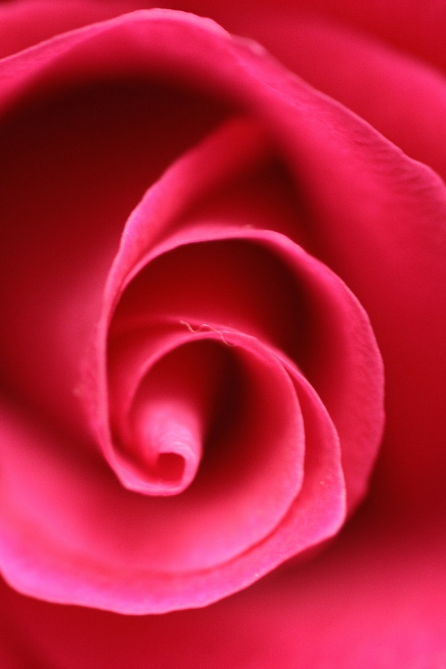 Close Up Pink Rose Ultra HD Desktop Background Wallpaper for 4K UHD TV ...