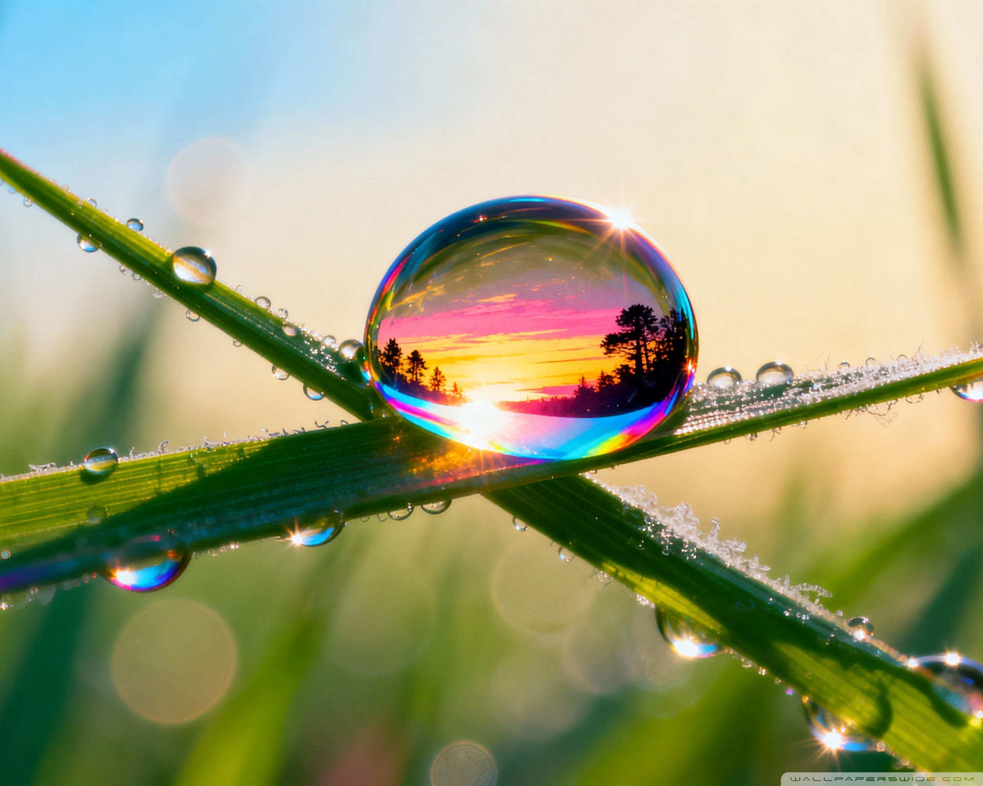 Colorful Reflection in a Dew Drop on the Grass 4K UHD Wallpaper for ...