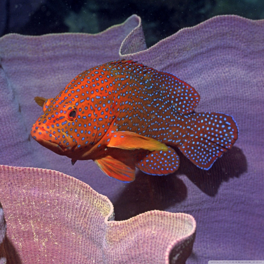 Coral Cod In Elephant Ear Sponge Cephalopholis Minata In Ianthella ...