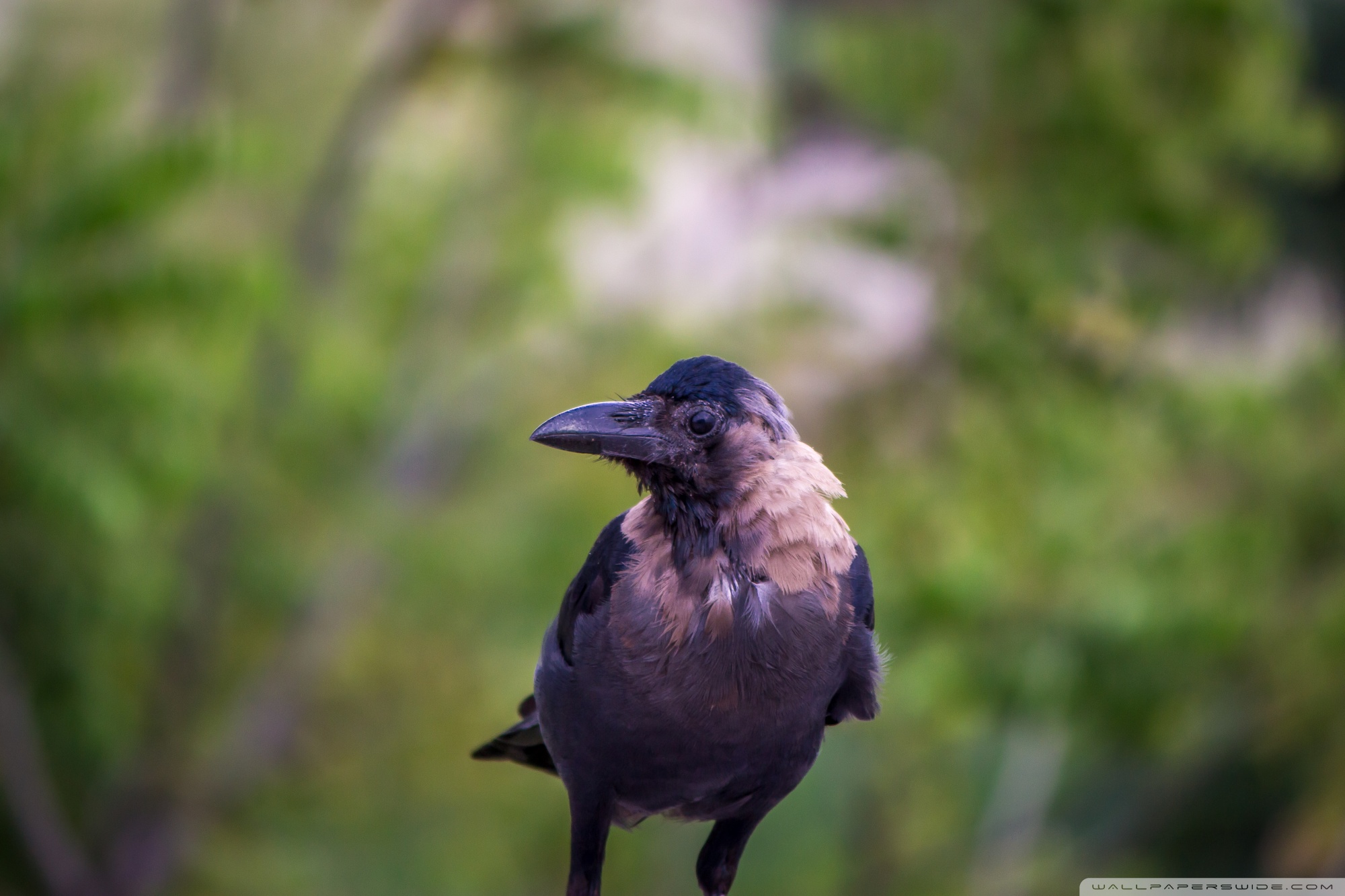 Crow 4K UHD Wallpaper for UltraHD Desktop and TV