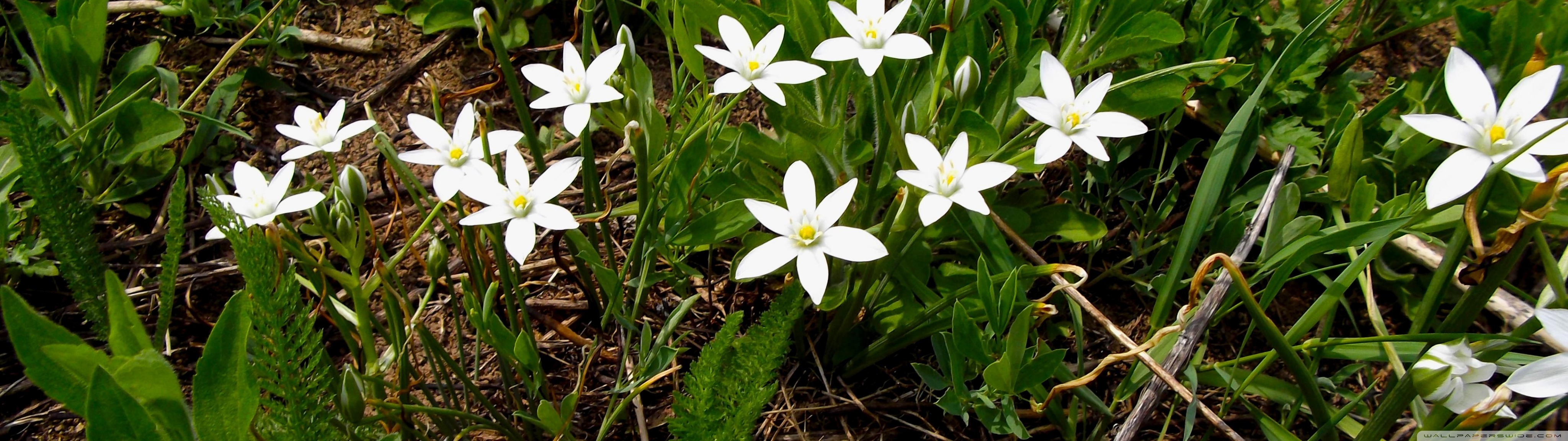 Dexter's Flowers Ultra HD Desktop Background Wallpaper for : Multi ...