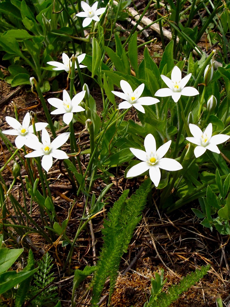 Dexter's Flowers Ultra HD Desktop Background Wallpaper for : Multi ...