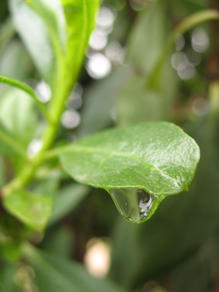 Drop 4K UHD Wallpaper for UltraHD Desktop and TV : Smartphone and ...