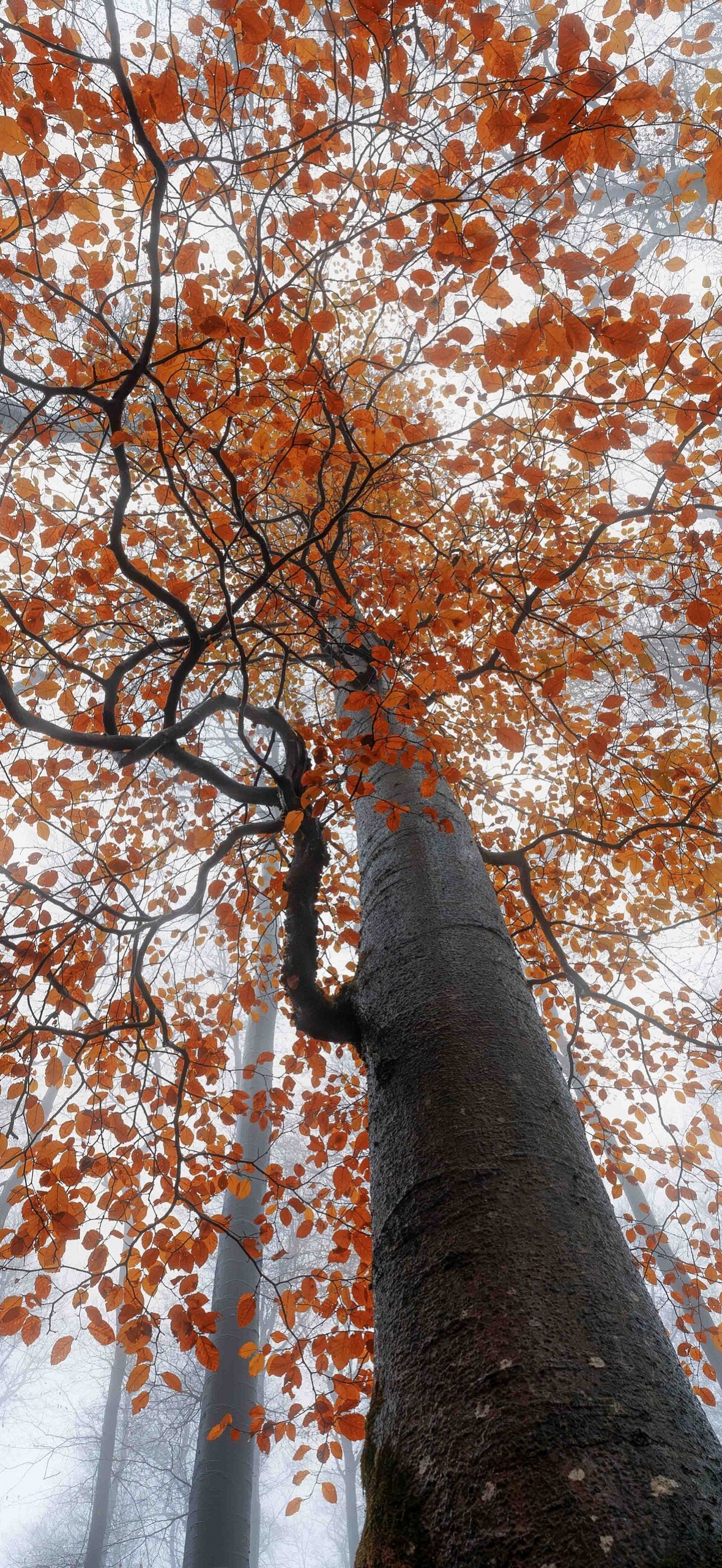 European Beech Autumn Colors in Rhon Biosphere Reserve 4K UHD Wallpaper ...