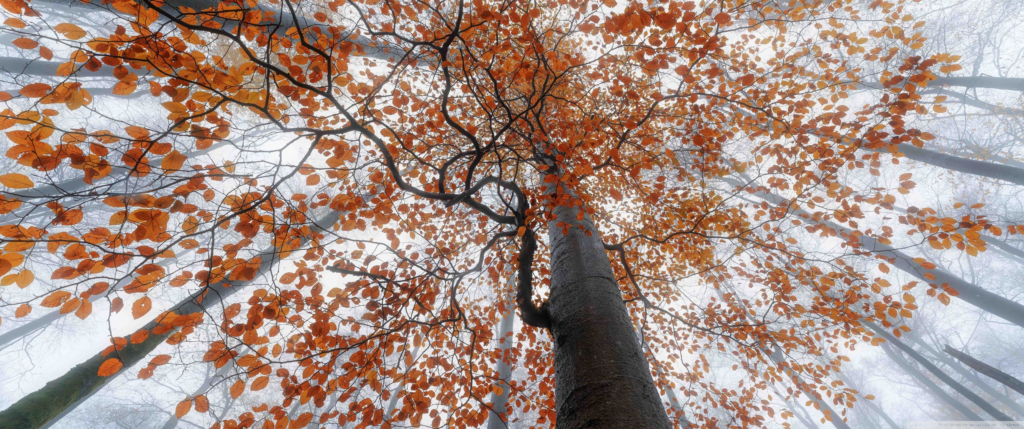 European Beech Autumn Colors in Rhon Biosphere Reserve 4K UHD Wallpaper ...
