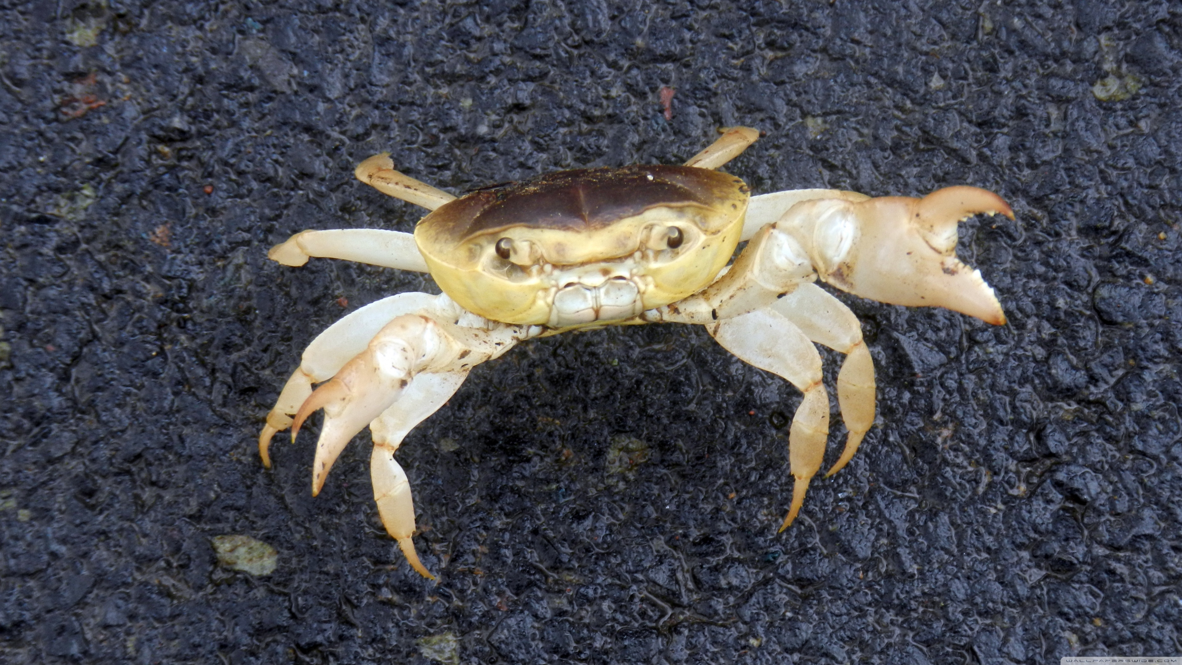 Fighter Crabbie 4K UHD Wallpaper for UltraHD Desktop and TV