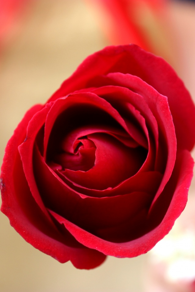 Fin Ultra HD Desktop Background Wallpaper for 4K UHD TV : Widescreen ...