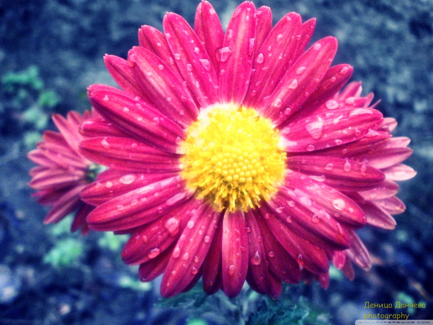 flower 4K UHD Wallpaper for UltraHD Desktop and TV