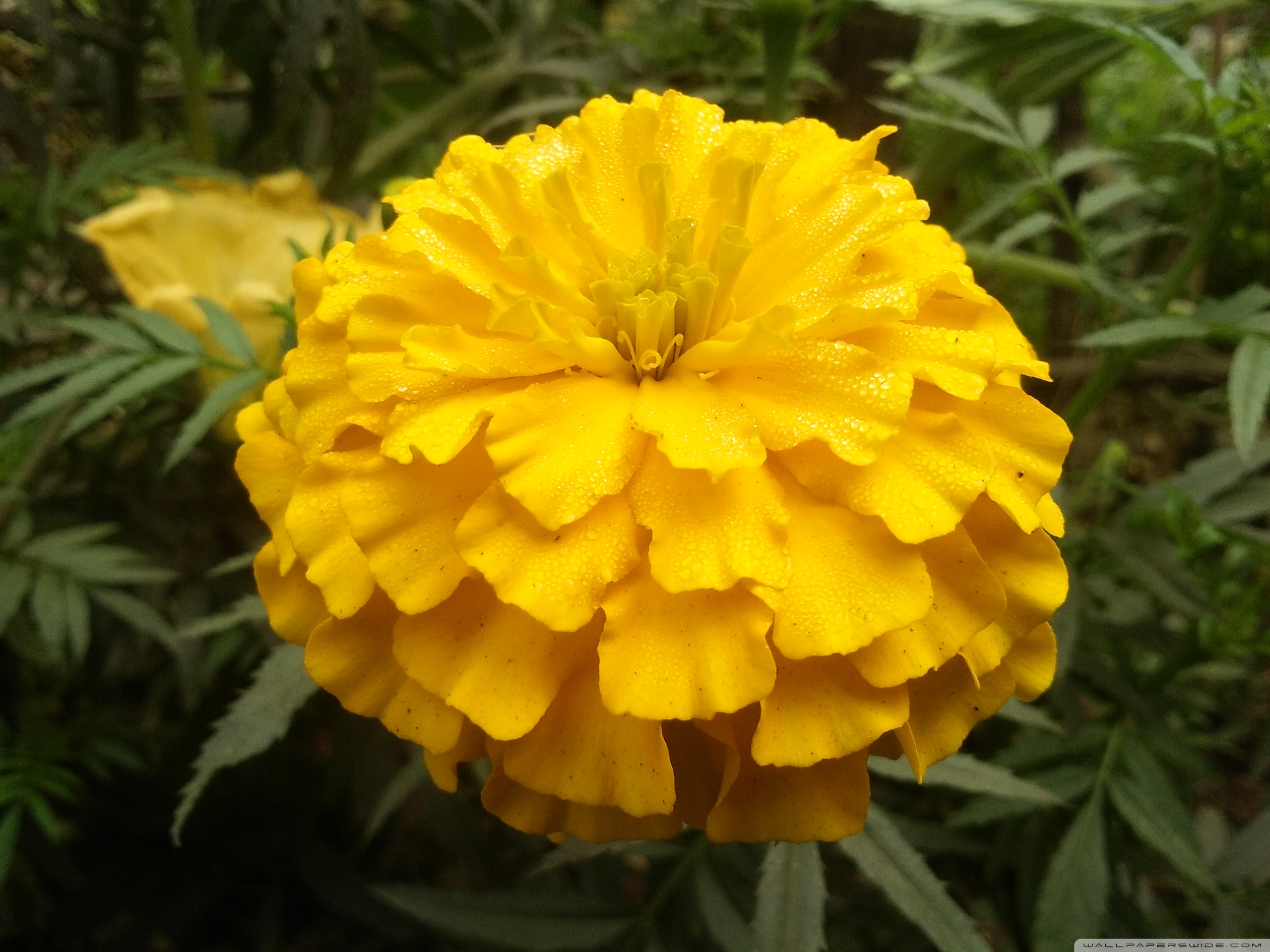 Ghada flowers Ultra HD Desktop Background Wallpaper for