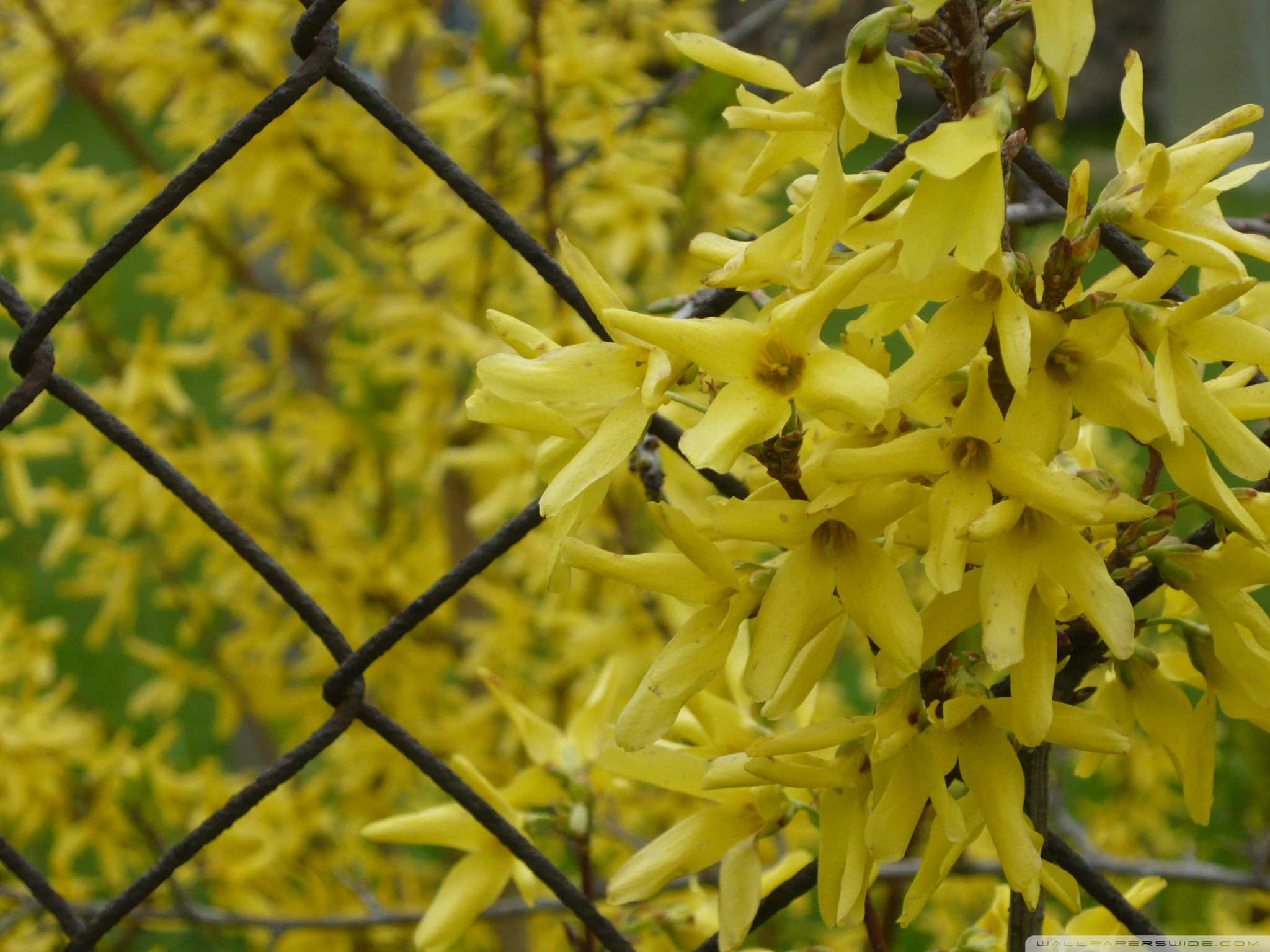 Gold Rush 4K UHD Wallpaper for UltraHD Desktop and TV