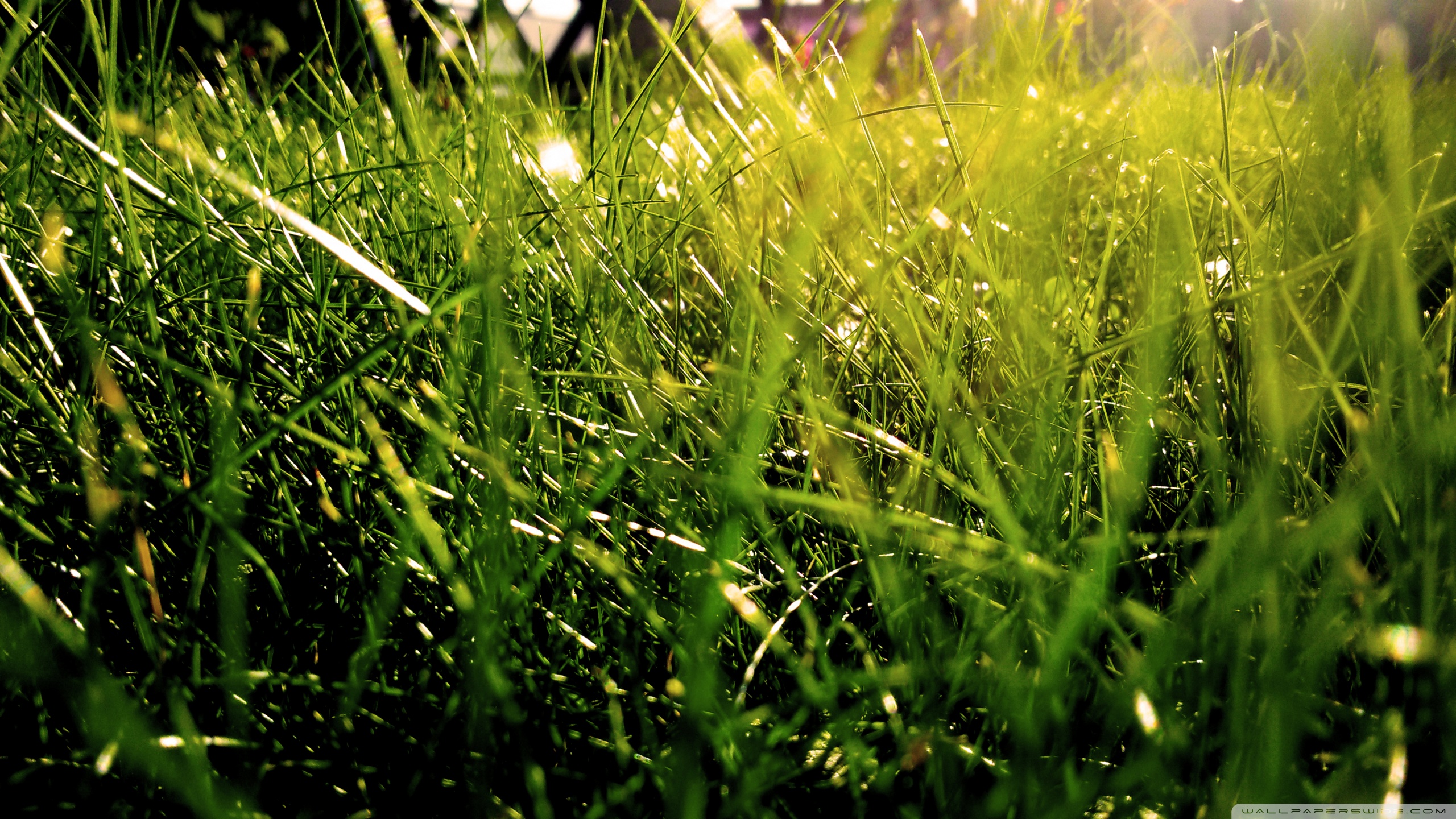 Grass2 Ultra HD Wallpaper for 4K UHD TV & Desktop