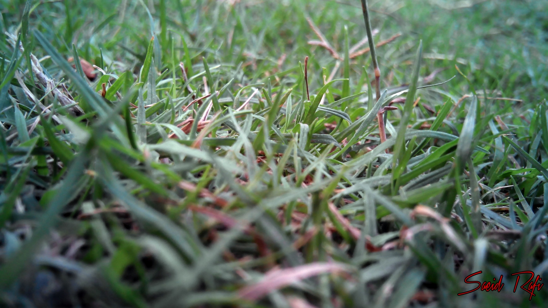 Grass On A Field 4K UHD Wallpaper for UltraHD Desktop and TV