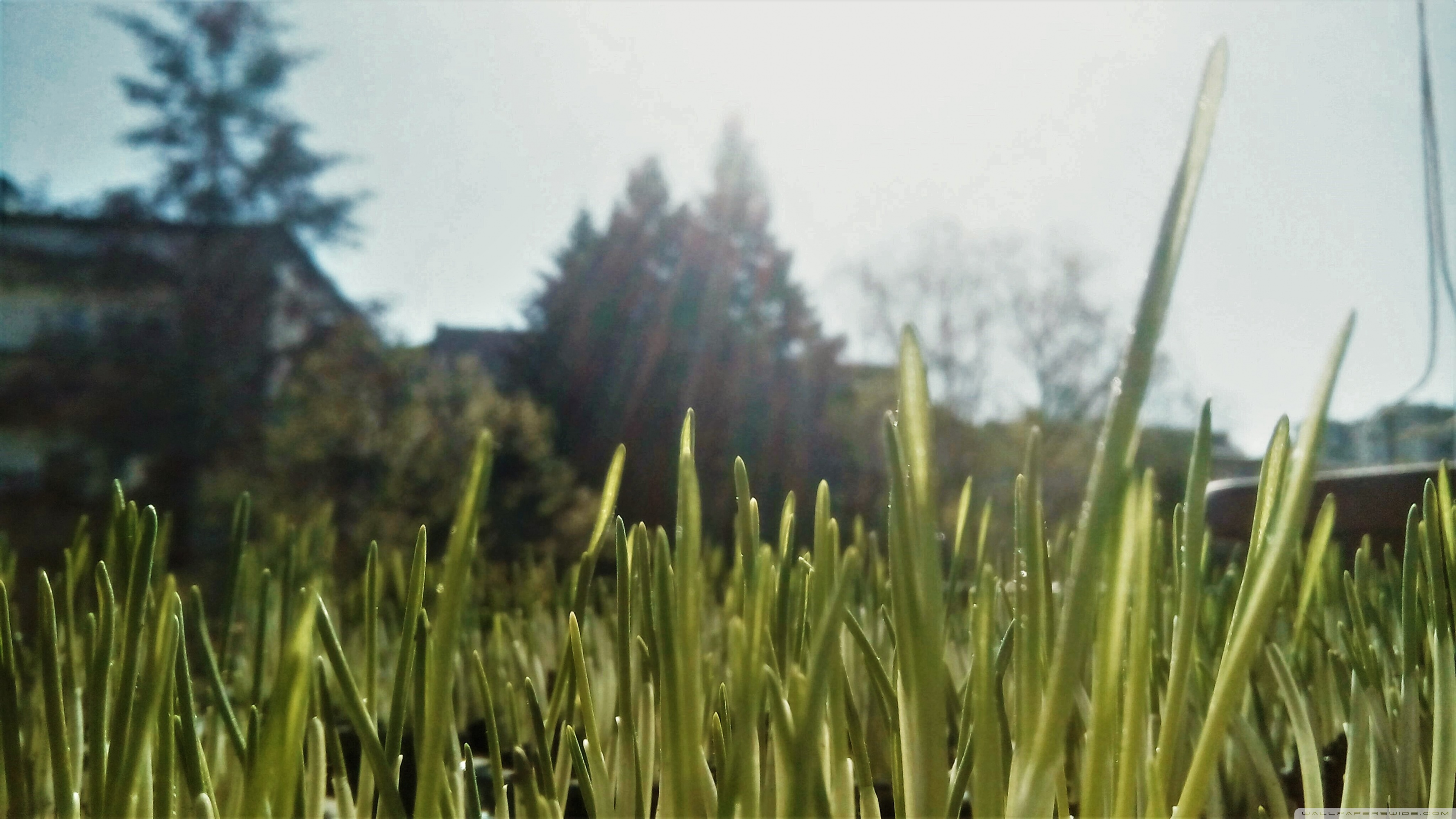 Grass Sunshine 4K UHD Wallpaper for UltraHD Desktop and TV