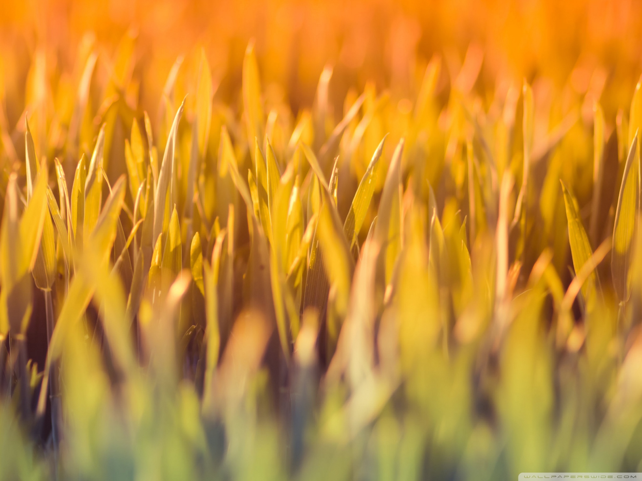 Grass Under Sun Light Ultra Hd Wallpaper For 4k Uhd Tv And Desktop Dual