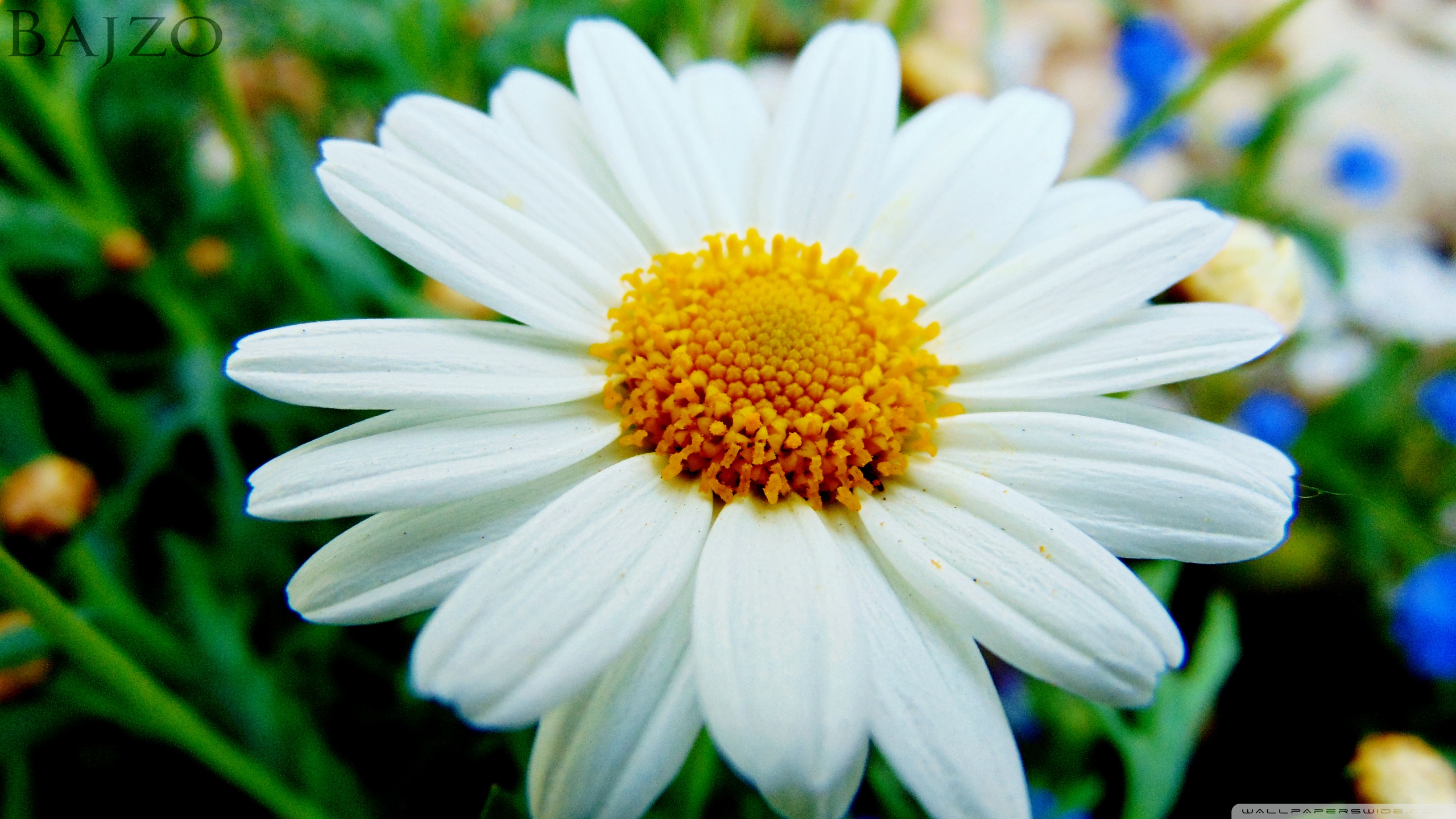 HD Flower Ultra HD Desktop Background Wallpaper for 4K UHD TV