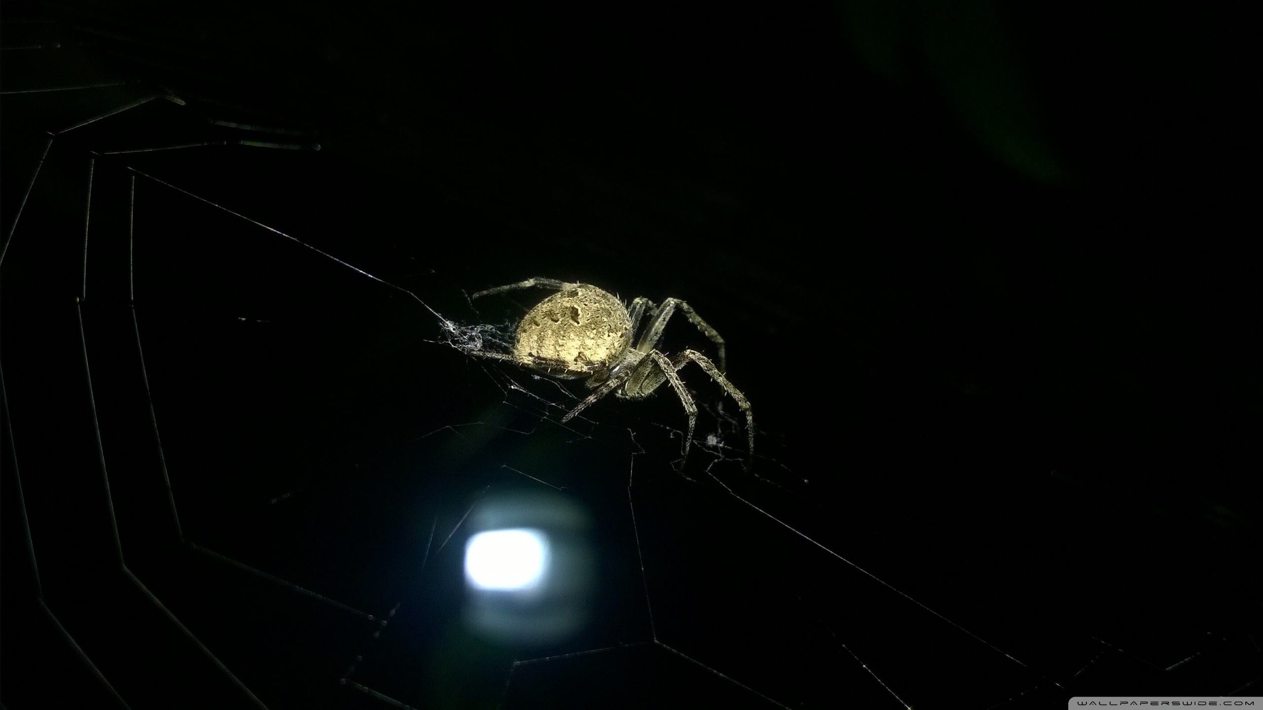 Hunting Spider 4K UHD Wallpaper for UltraHD Desktop and TV : Widescreen ...