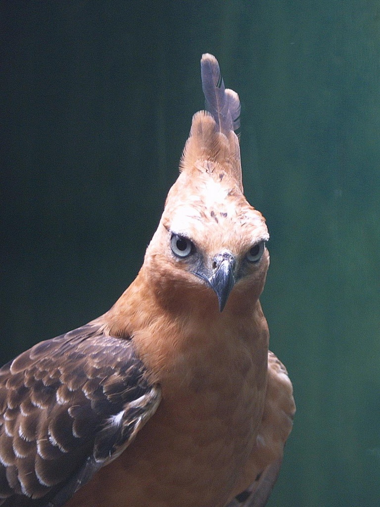 Java Eagle Indonesia Ultra HD Desktop Background Wallpaper for : Tablet : Smartphone