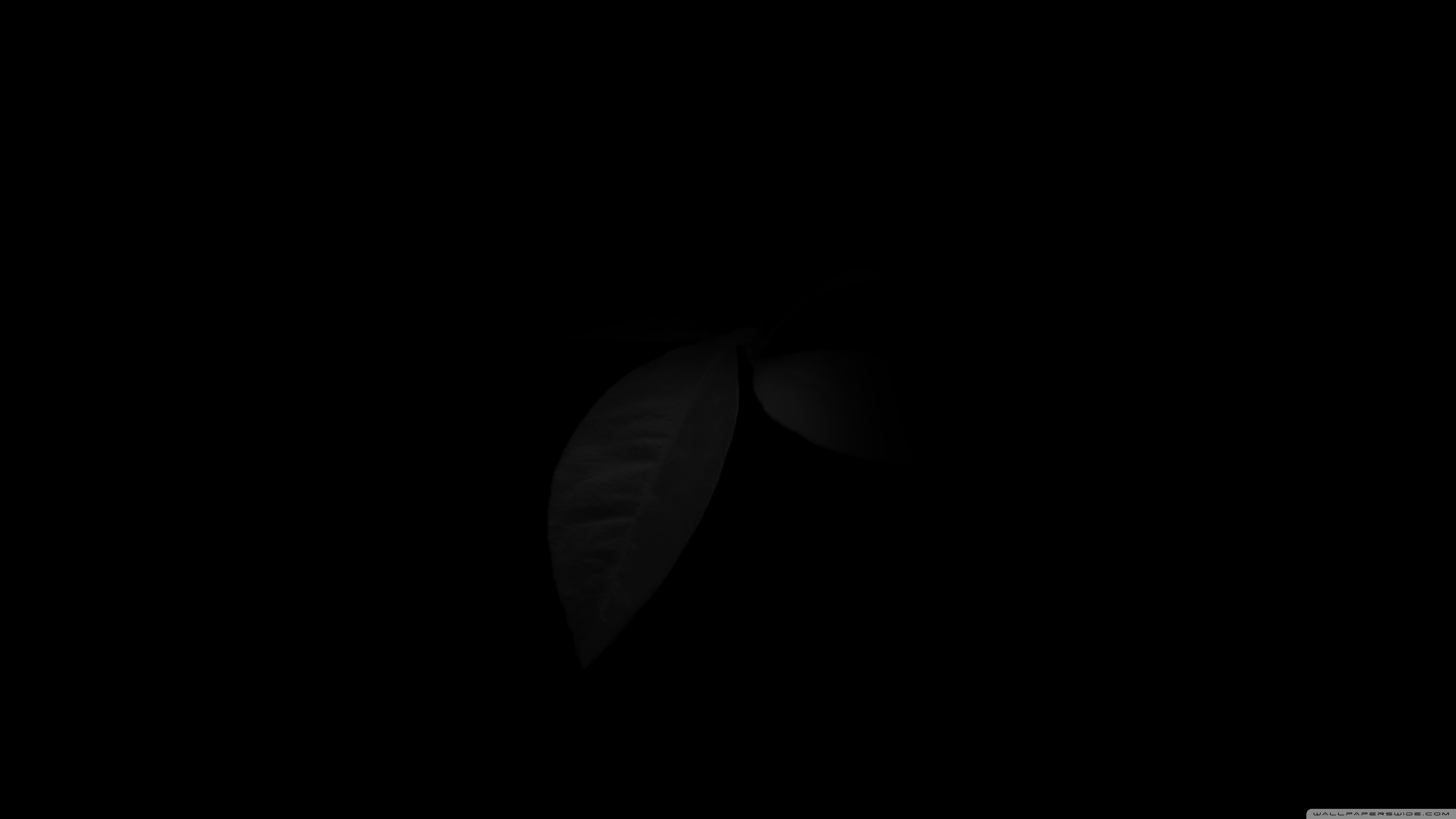 Leaf in Black 4K UHD Wallpaper for UltraHD Desktop and TV : Widescreen ...