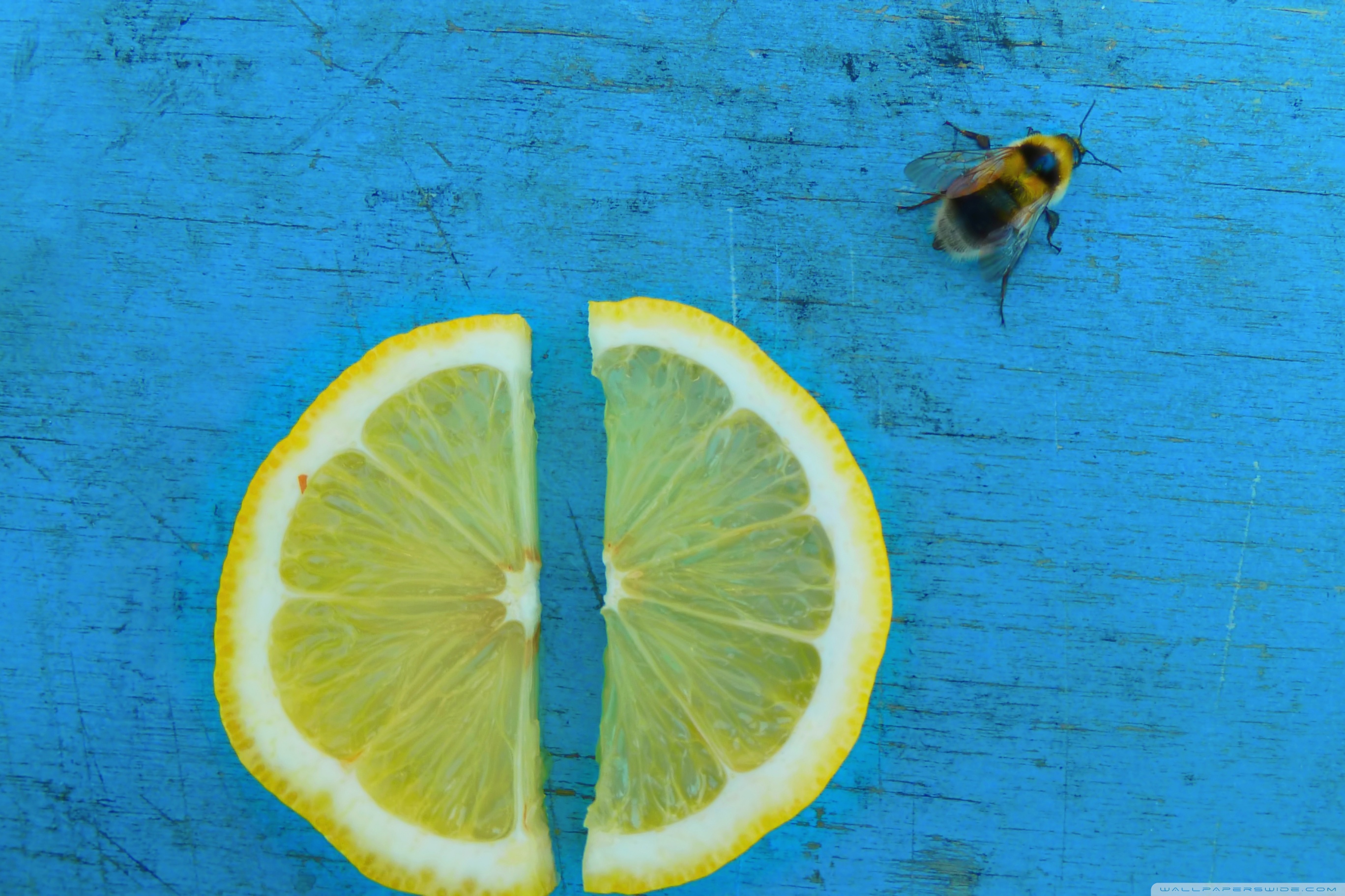 Lemon Slices 4K UHD Wallpaper for UltraHD Desktop and TV : Widescreen ...