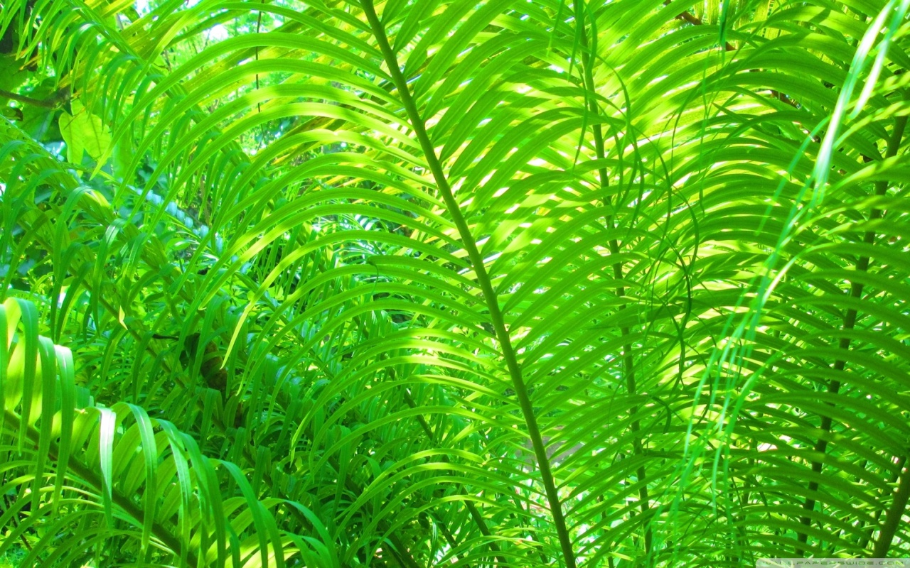 Madu Tree 4K UHD Wallpaper for UltraHD Desktop and TV : Widescreen and ...