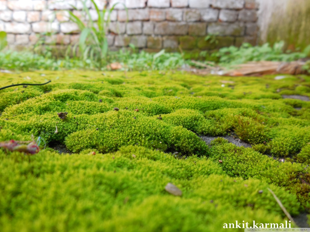 mini forest 4K UHD Wallpaper for UltraHD Desktop and TV