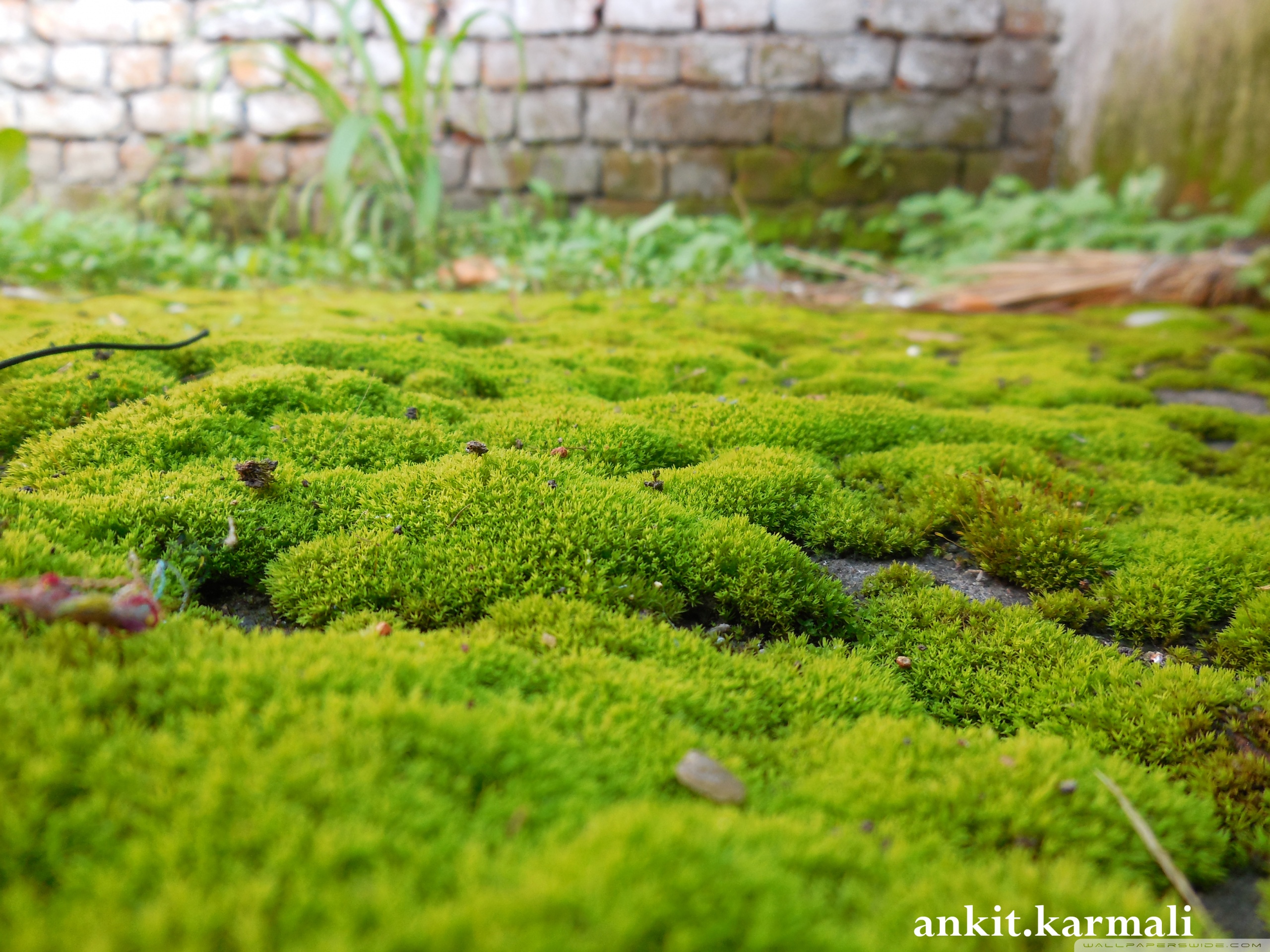 mini forest 4K UHD Wallpaper for UltraHD Desktop and TV