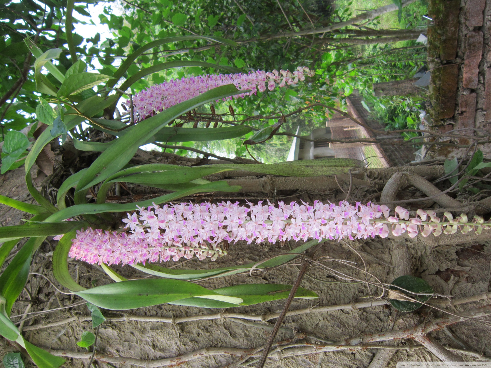 Orkid Of Assam. India Ultra HD Desktop Background Wallpaper for