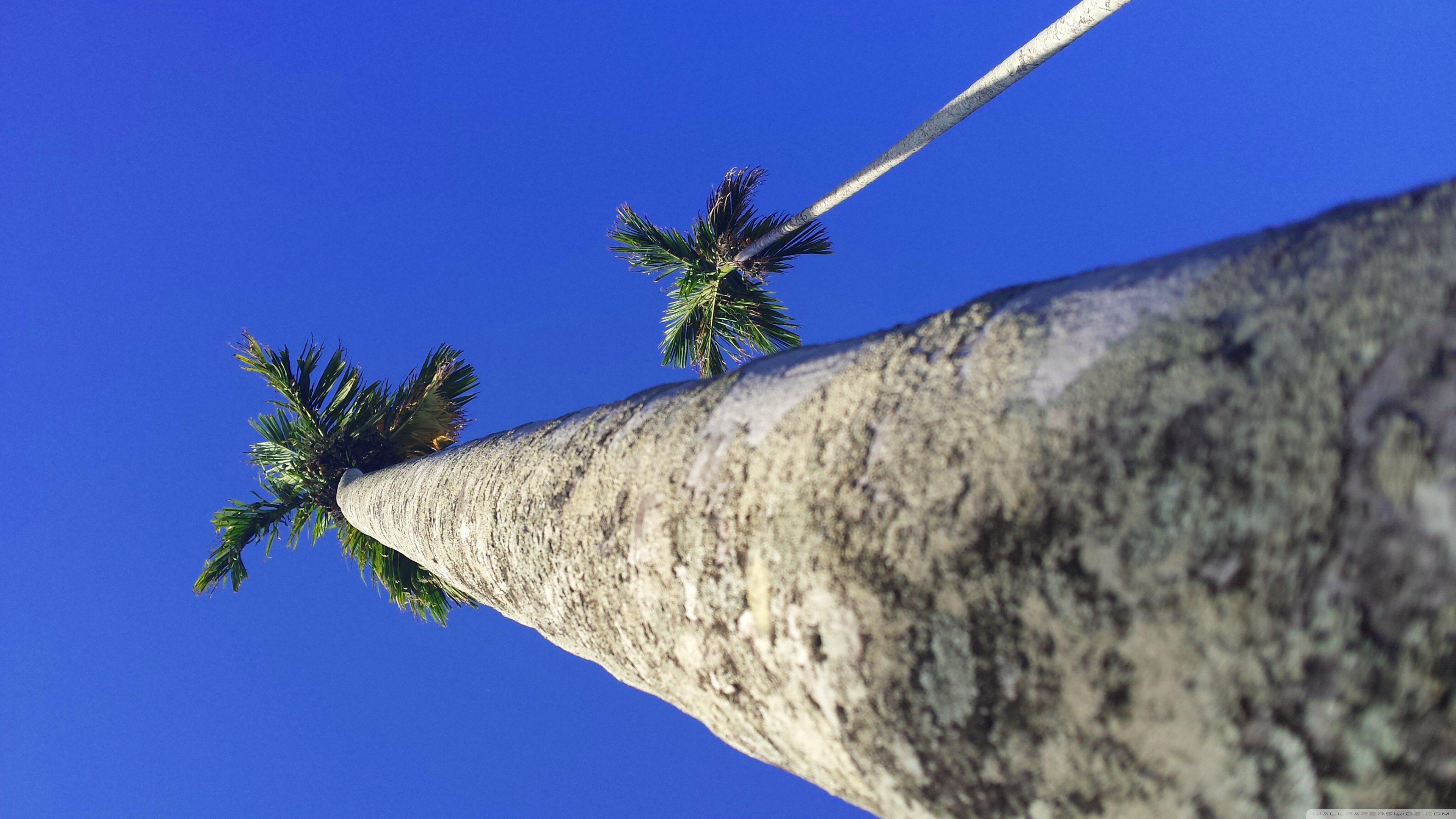 Palm Tree Ultra HD Wallpaper for 4K UHD TV & Desktop