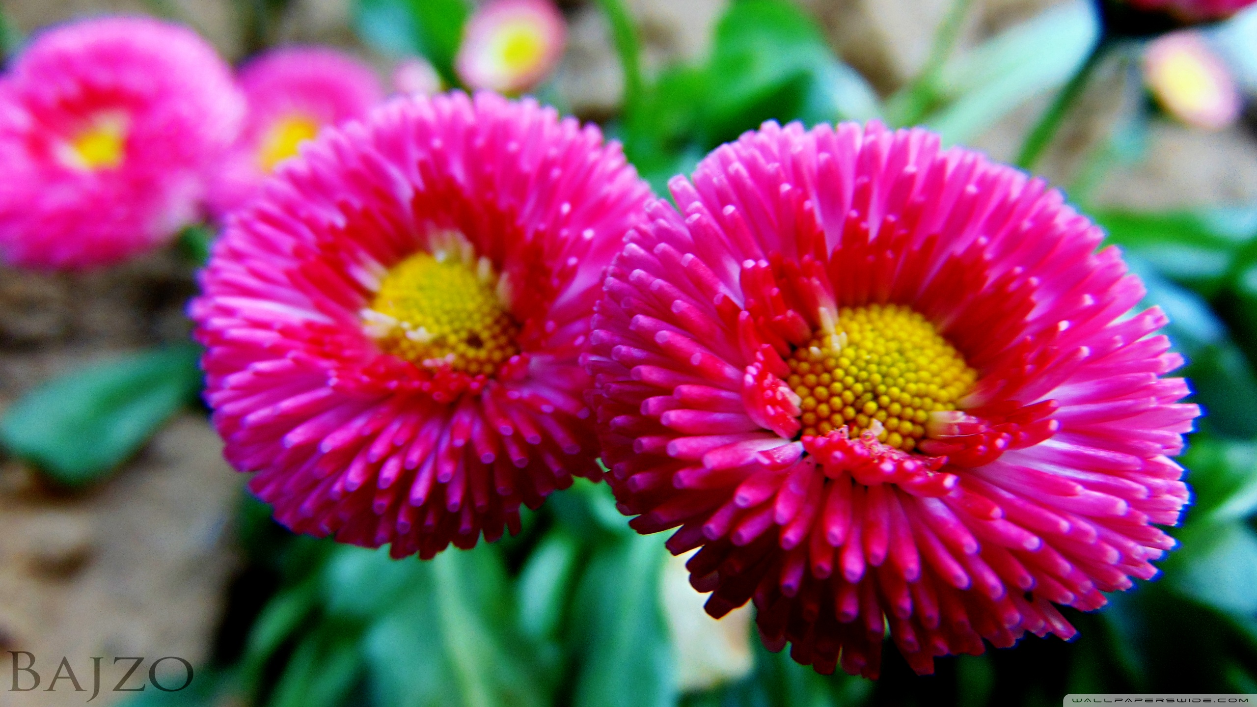 Pink & Yellow 4K UHD Wallpaper for UltraHD Desktop and TV
