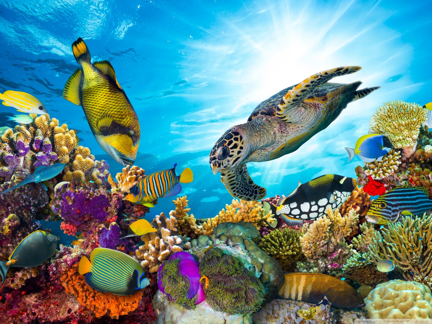 Reef, Fish, Sea Turtle, Ocean, Marine Life, Coral, Underwater ...