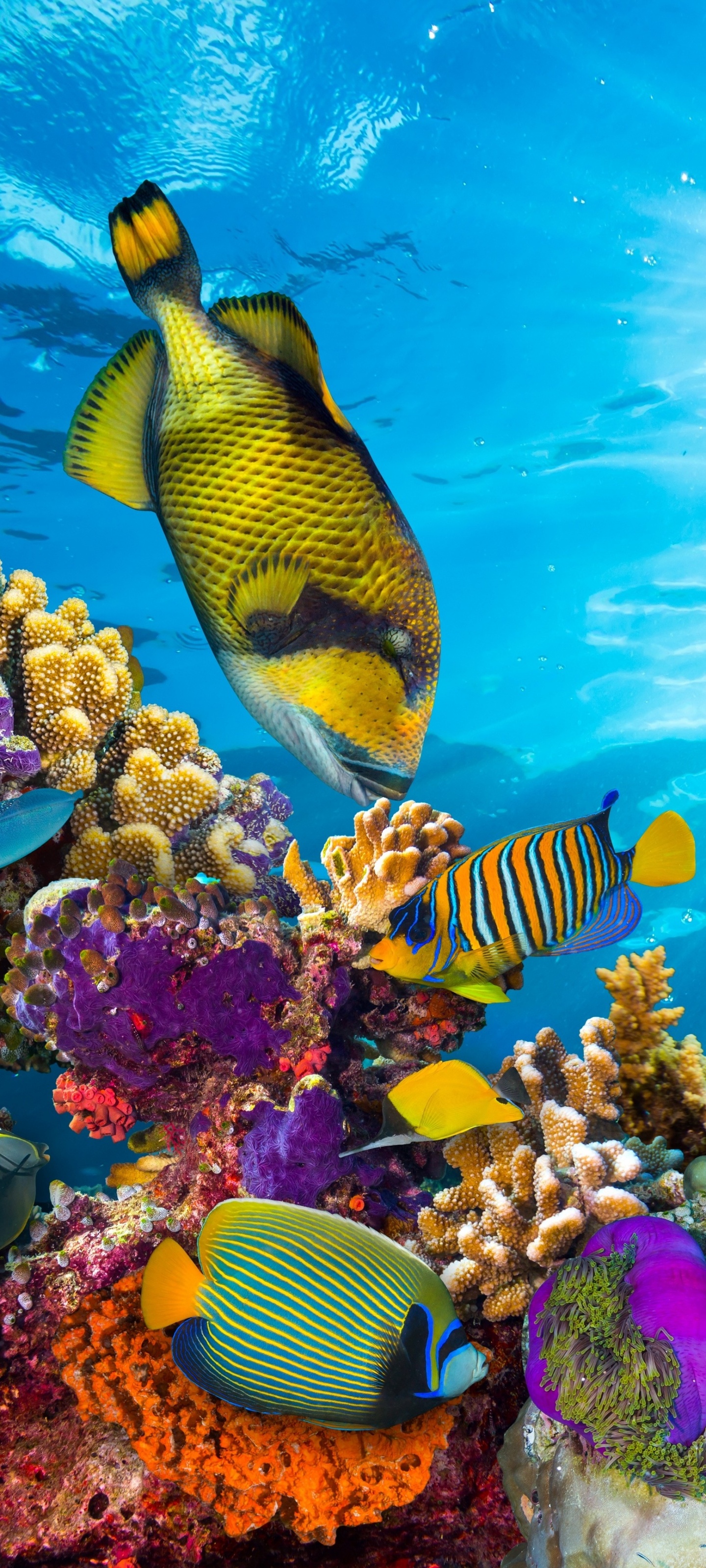 Reef, Fish, Sea Turtle, Ocean, Marine Life, Coral, Underwater ...