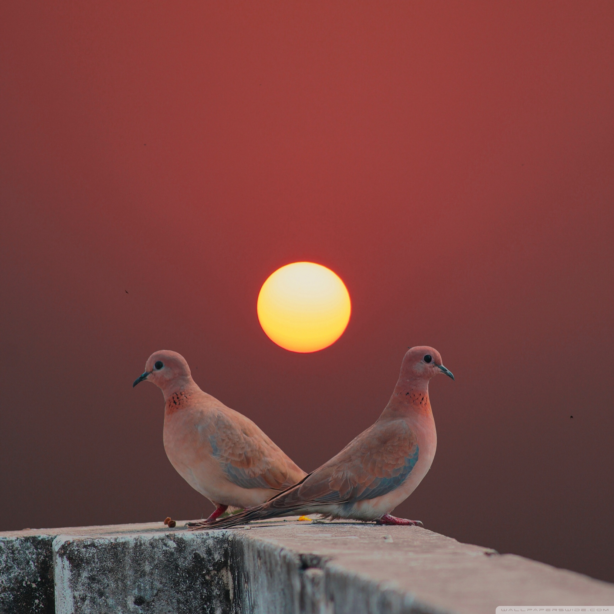 Rise of the Dove Ultra HD Desktop Background Wallpaper for : Tablet ...