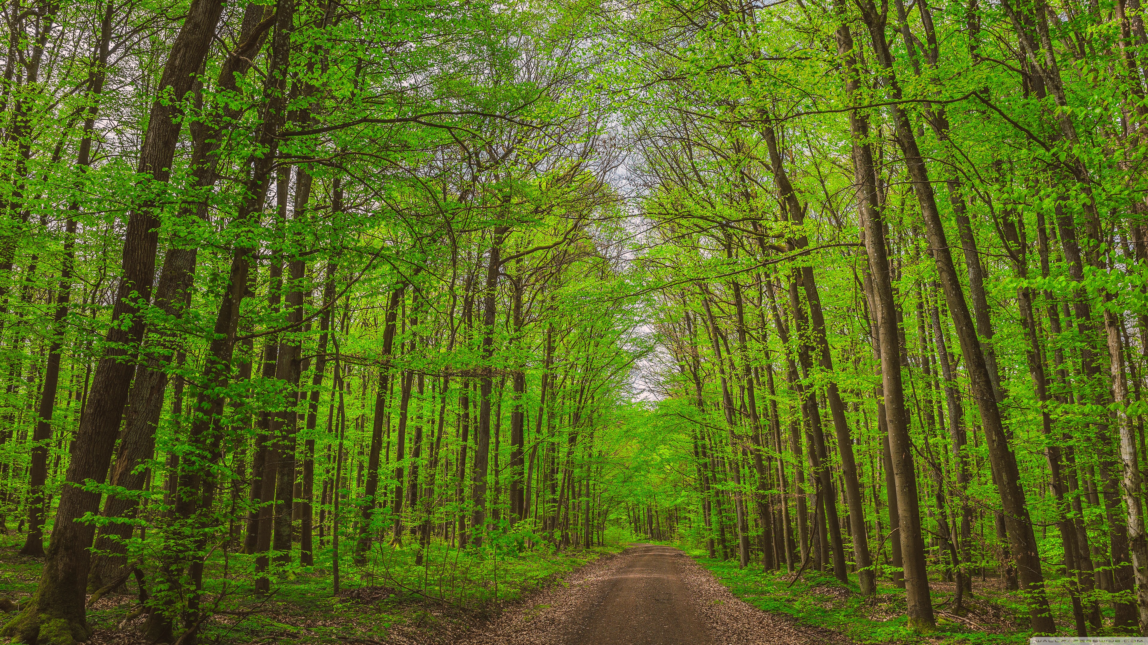 Road in Natural Forest Reserve Wildacker Schweinfurt Bavaria in Spring ...
