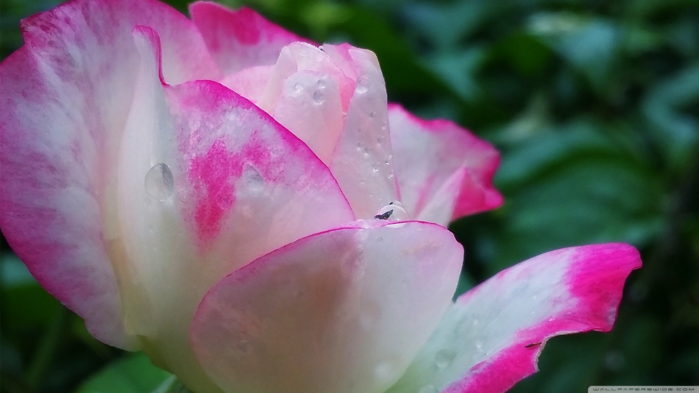 Roses After Rain 4K UHD Wallpaper for UltraHD Desktop and TV