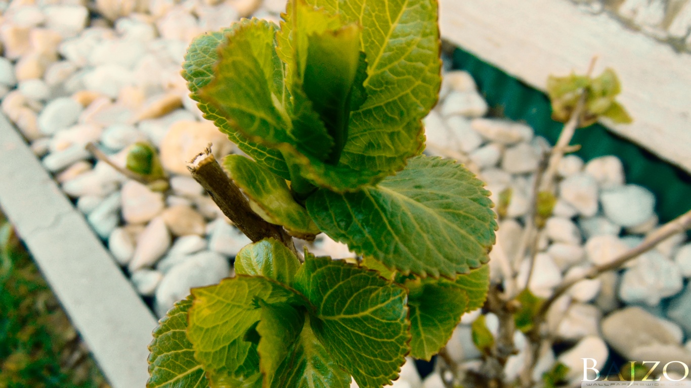 Small Tree 4K UHD Wallpaper for UltraHD Desktop and TV