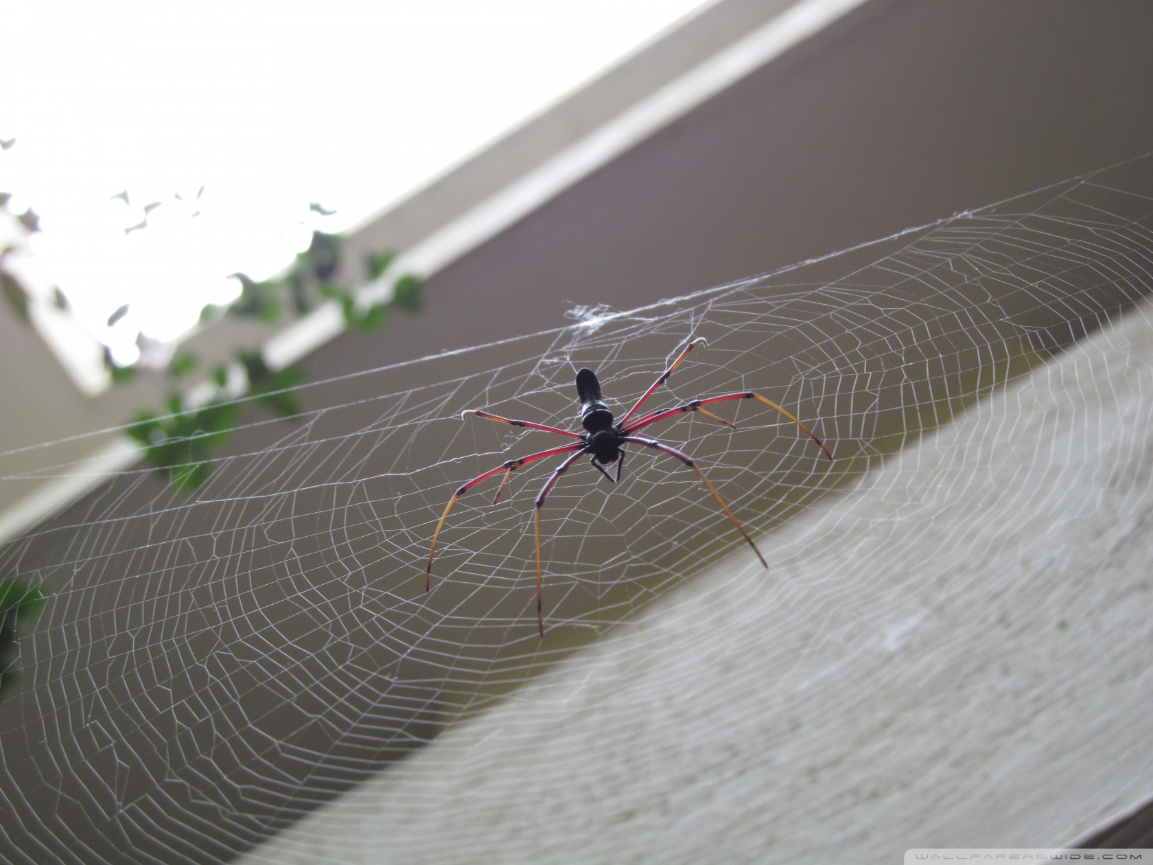 spidey! 4K UHD Wallpaper for UltraHD Desktop and TV