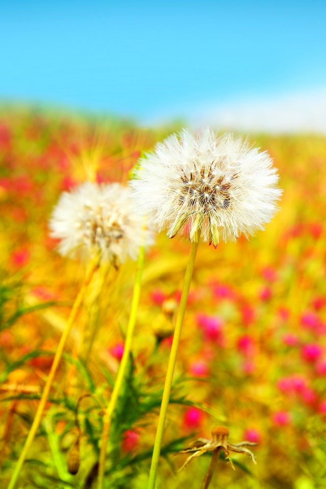 Spring Dandelions Ultra HD Desktop Background Wallpaper for 4K UHD TV ...