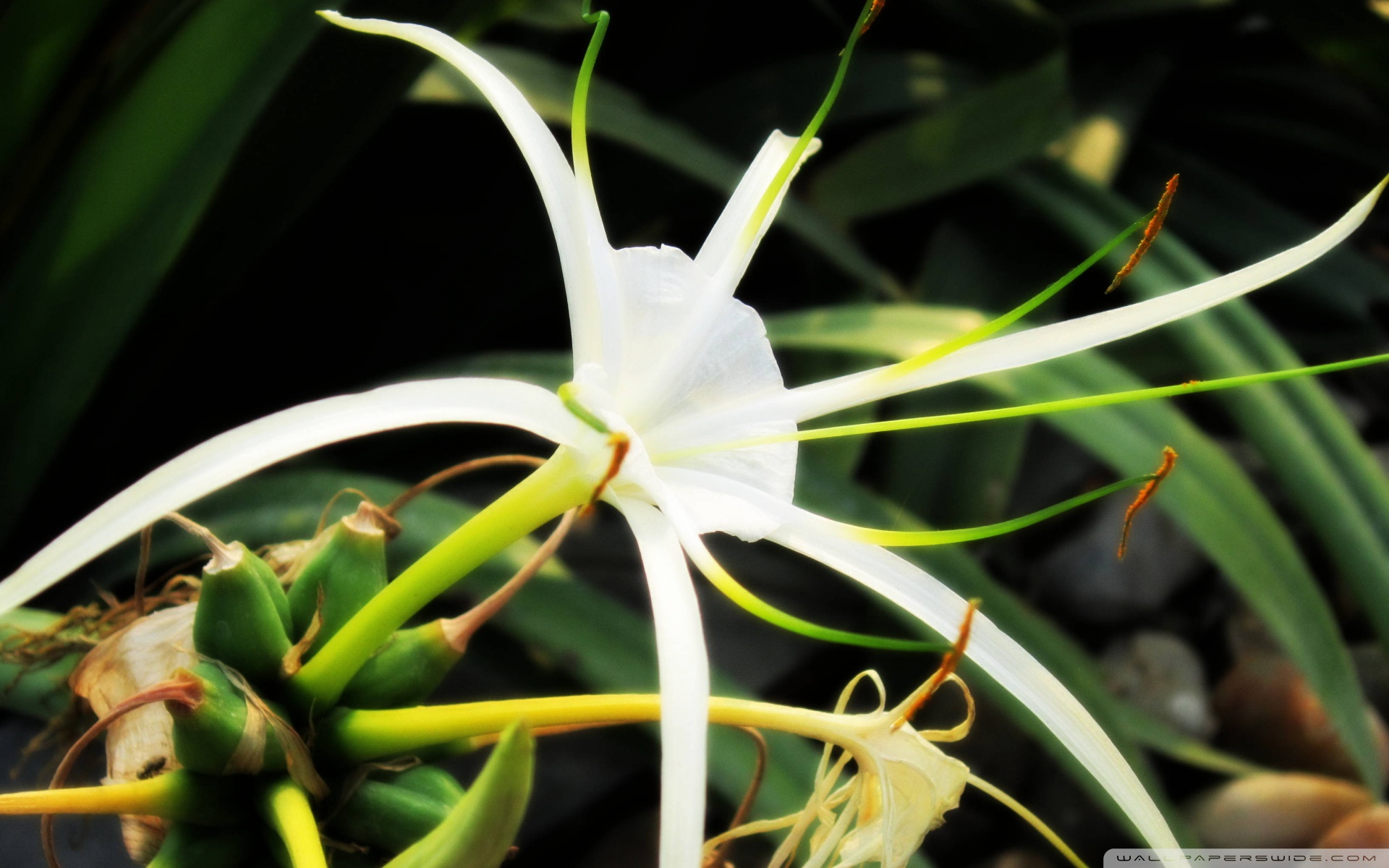 sr_flower1 Ultra HD Desktop Background Wallpaper for : Widescreen & UltraWide Desktop & Laptop