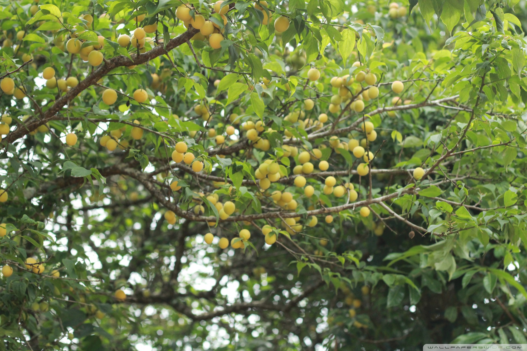 Tree Fruits 4K UHD Wallpaper for UltraHD Desktop and TV