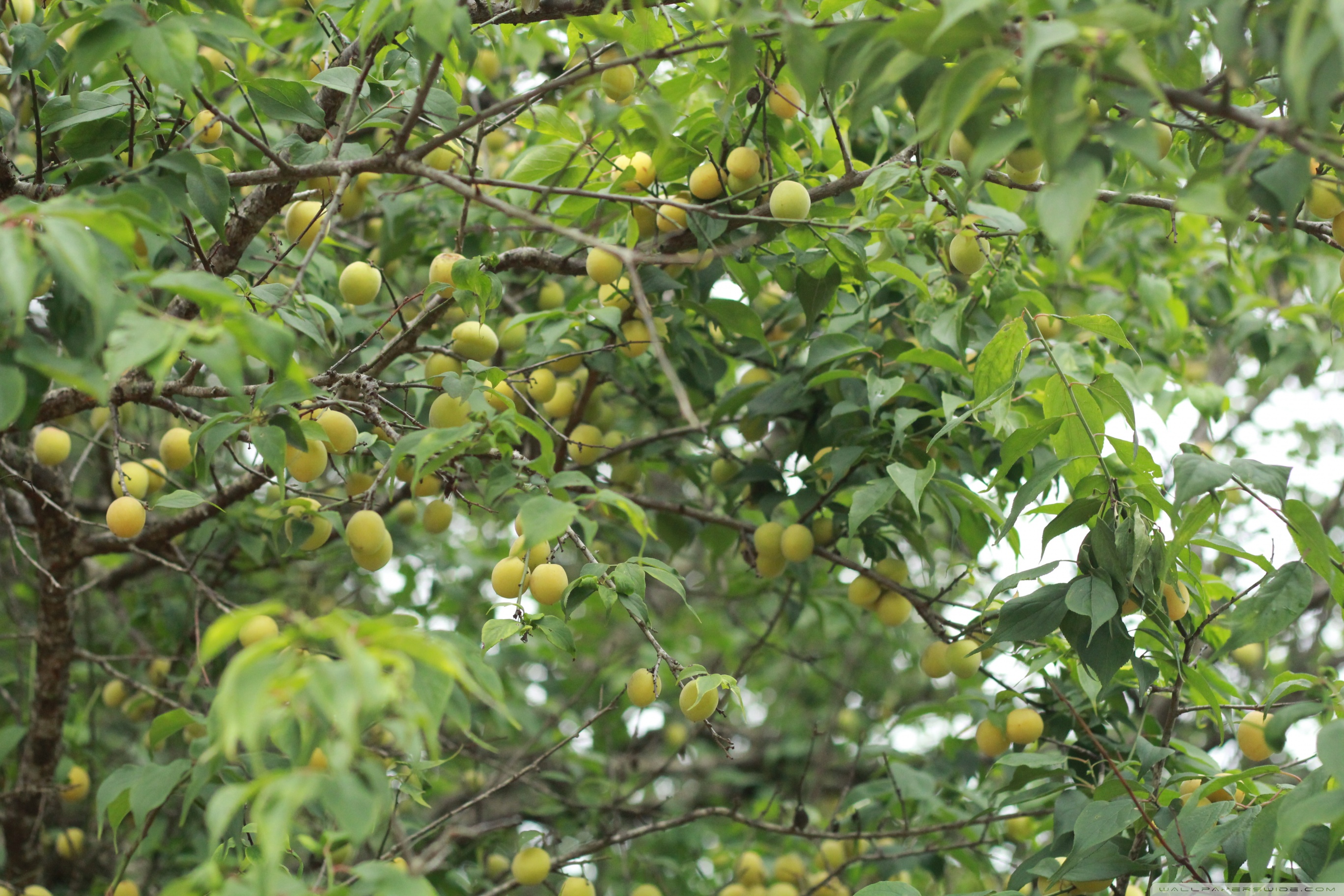 Tree Fruits 4K UHD Wallpaper for UltraHD Desktop and TV