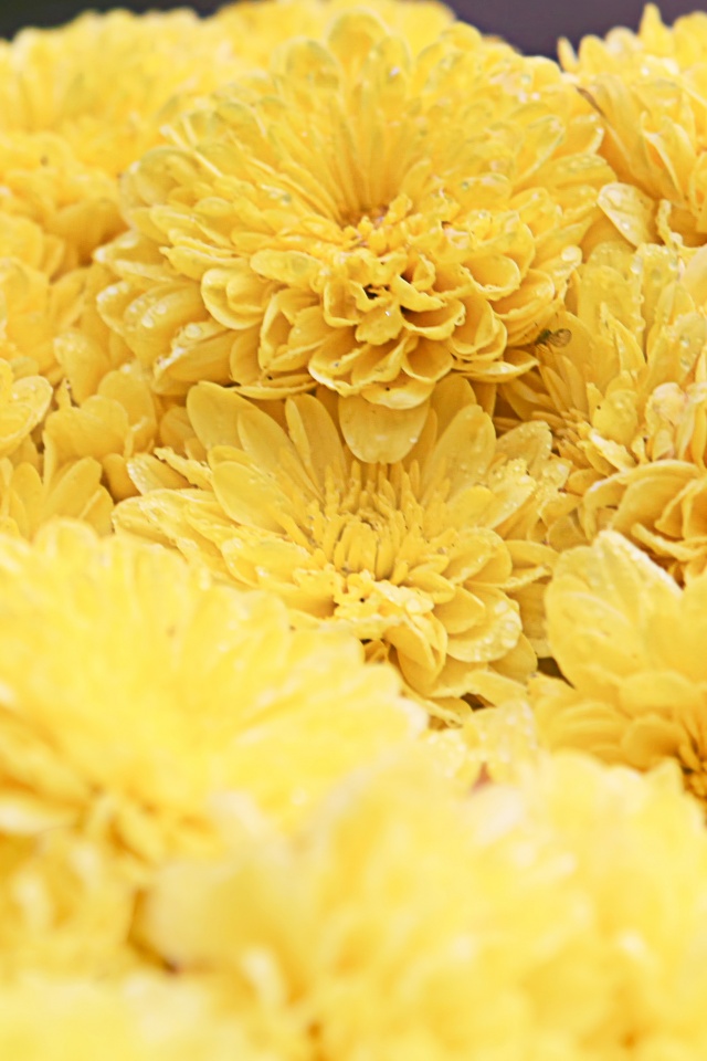Yellow Mums Ultra HD Desktop Background Wallpaper for